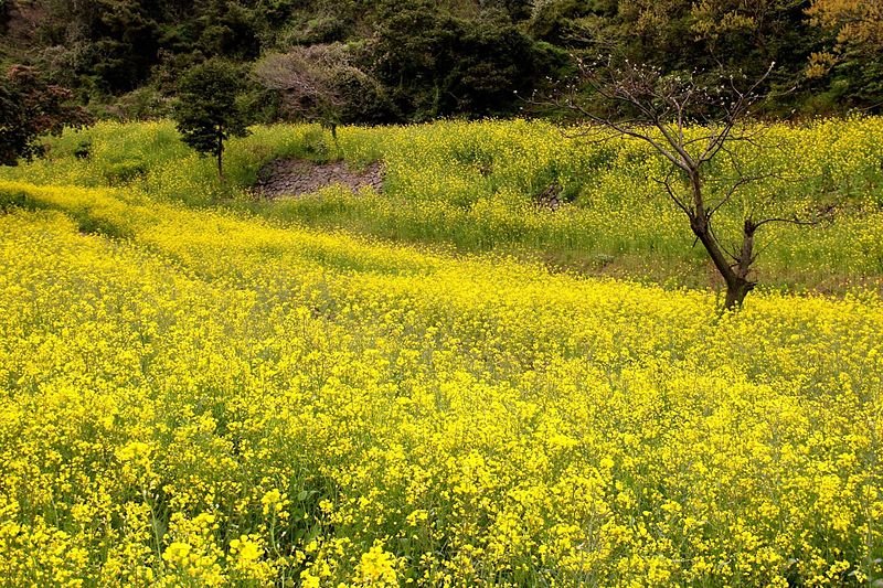 Onani Chilumba cha Jeju: Njira Zanyengo Zanyengo Zomwe Mungakonde ...